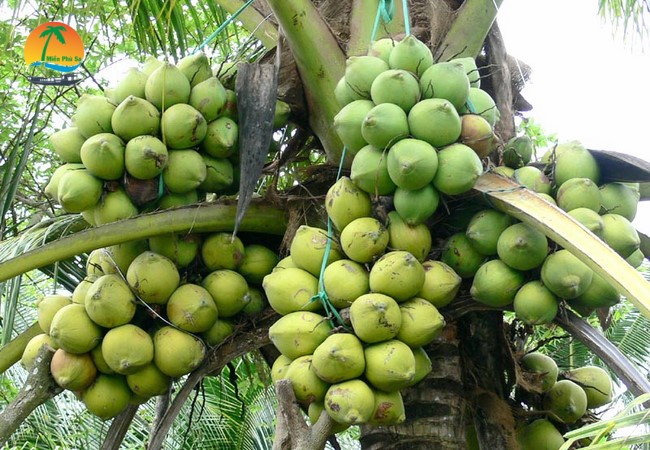 Quy trình sơ chế dừa trái tại Bến Tre